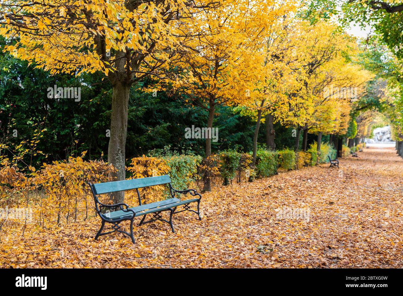 Walkway covered by falling leaves from maple trees inside public park ...
