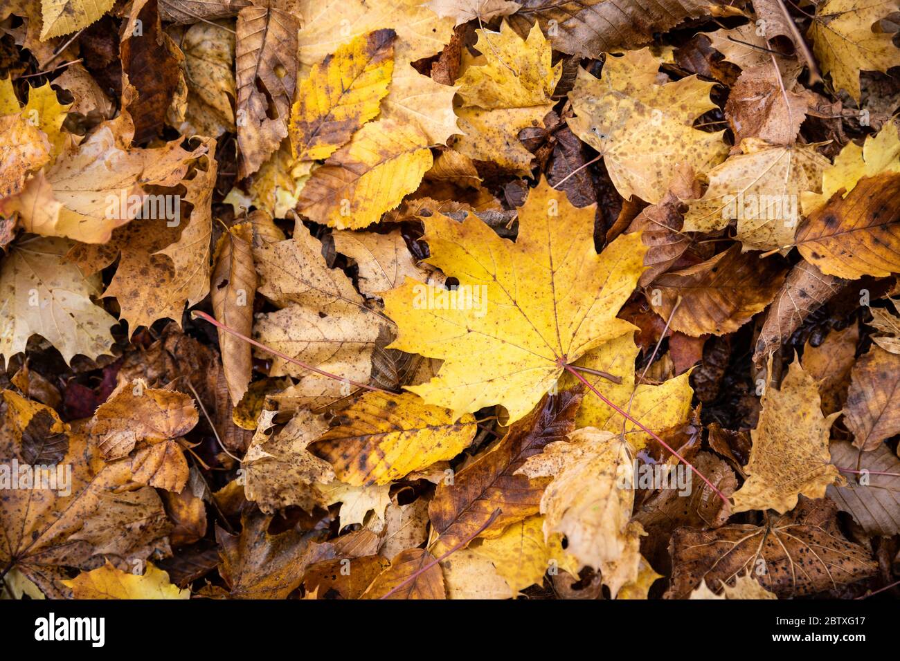 Falling maple leaves hi-res stock photography and images - Alamy