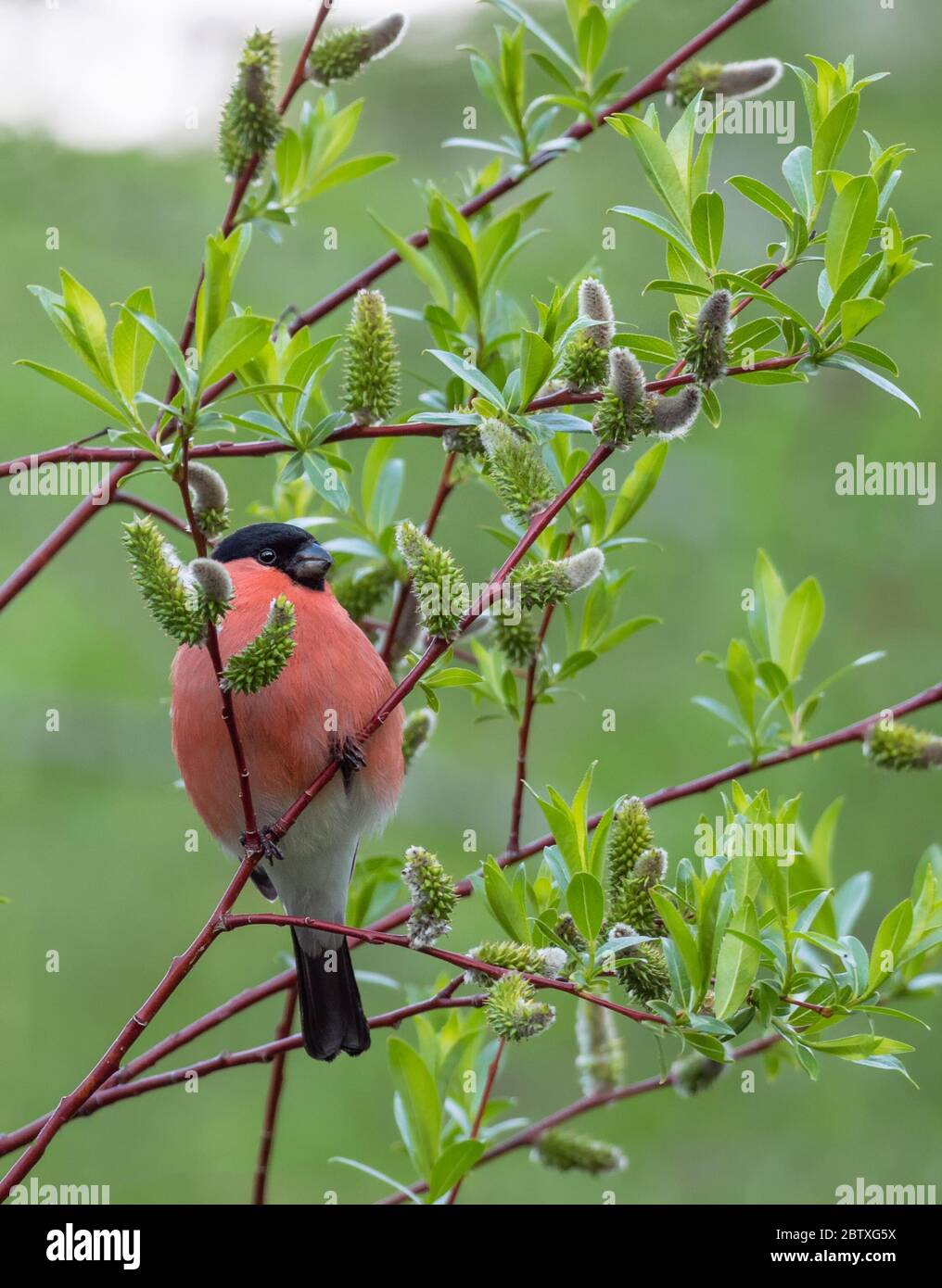 Bullfinch on tree hi-res stock photography and images - Alamy