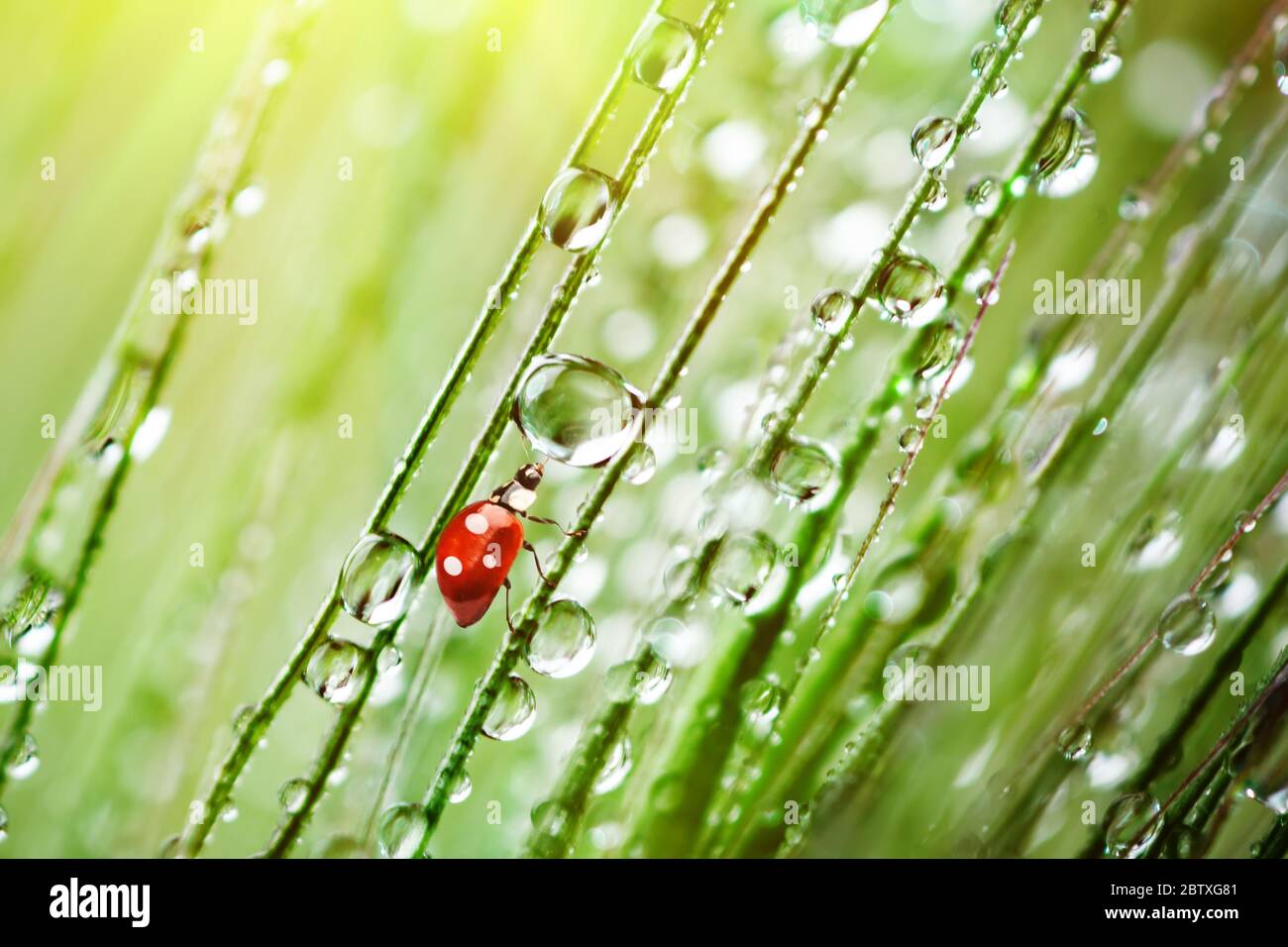 Ladybug a cow on the grass. Macro. Horizontal Stock Photo - Alamy