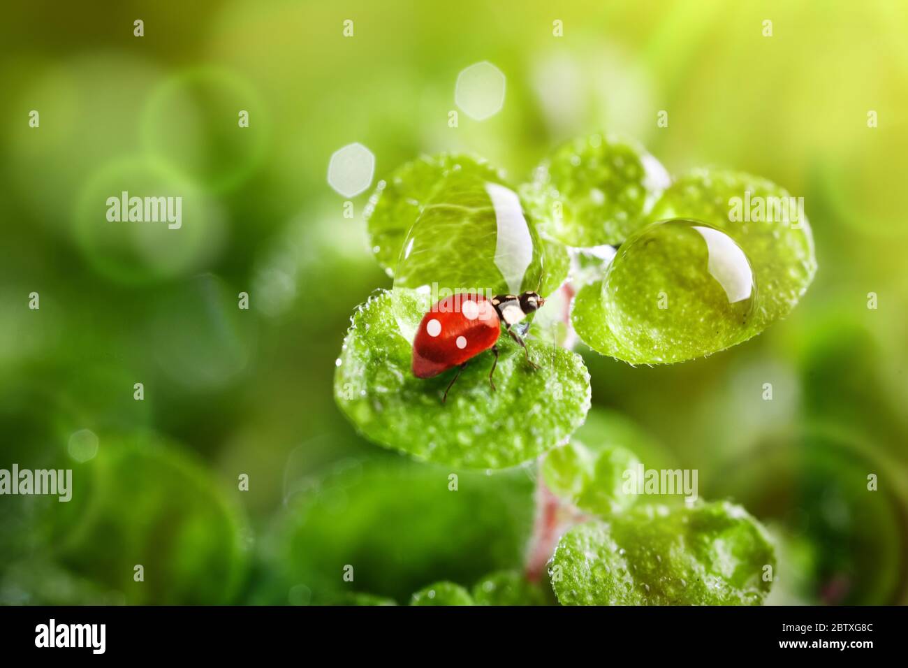 Ladybug a cow on the grass. Macro. Horizontal Stock Photo - Alamy