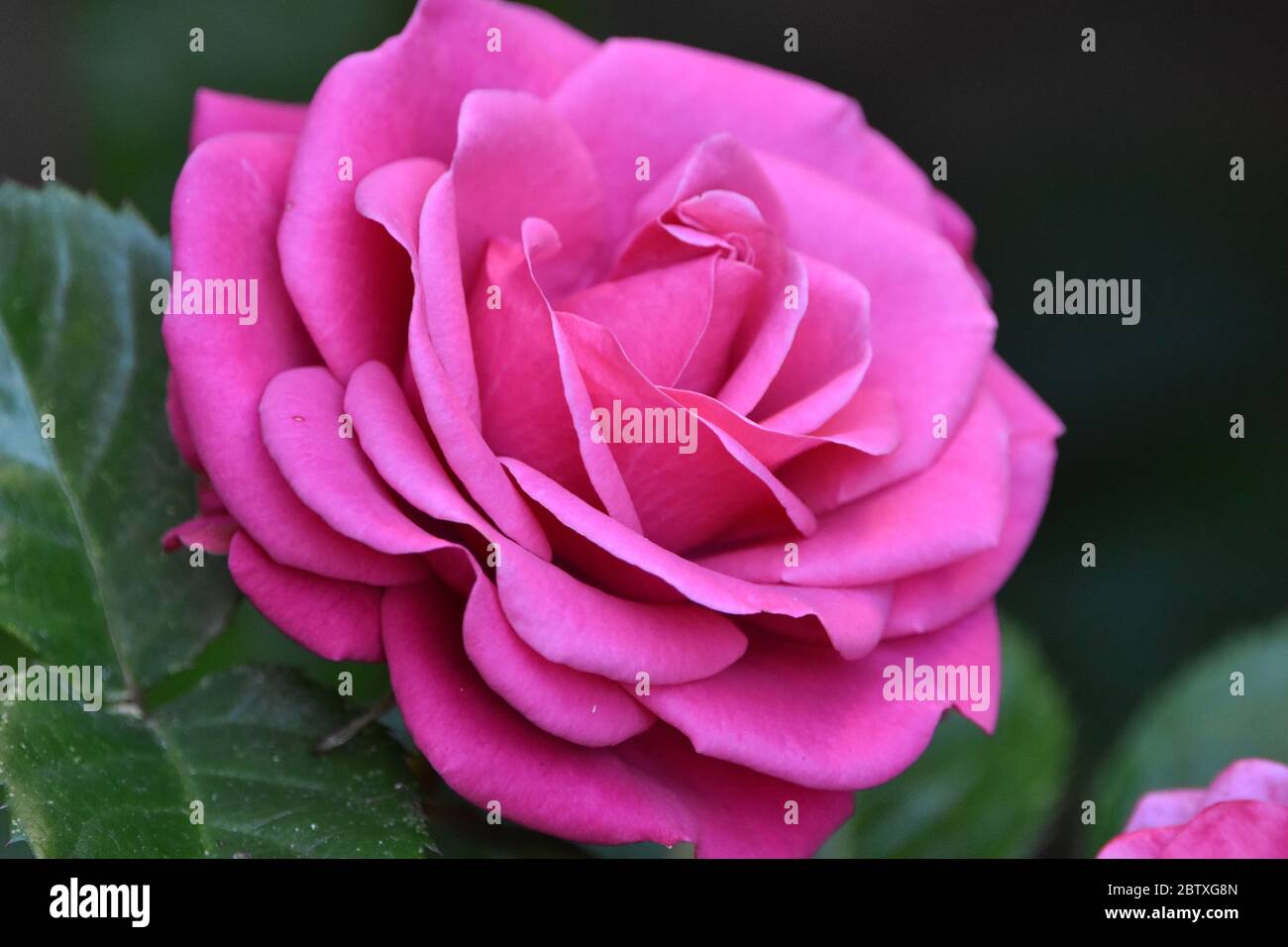 Most Beautiful Images Of Single Roses