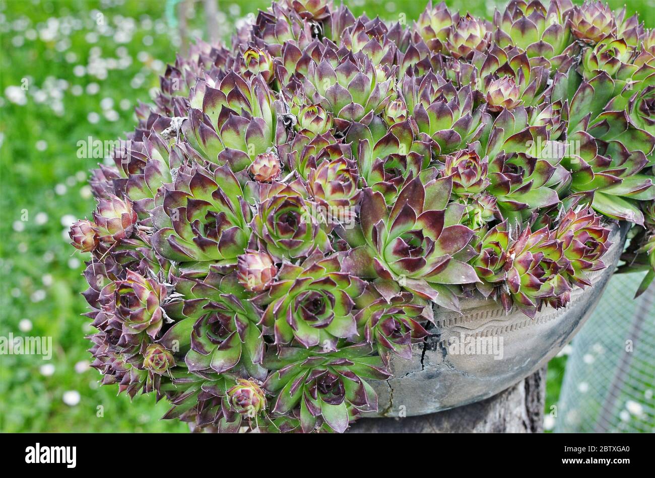 Sempervivum tectorum succulent hi-res stock photography and images - Alamy