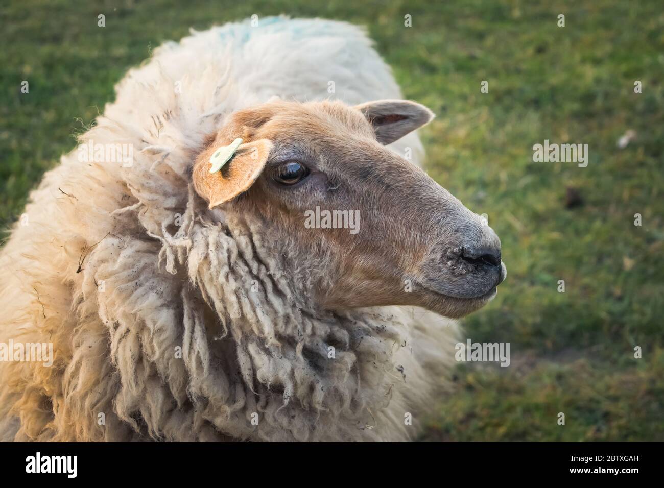 Sheep portrait, furry head and say eyes Stock Photo - Alamy
