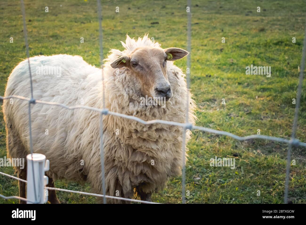 Sheep portrait, furry head and say eyes Stock Photo - Alamy