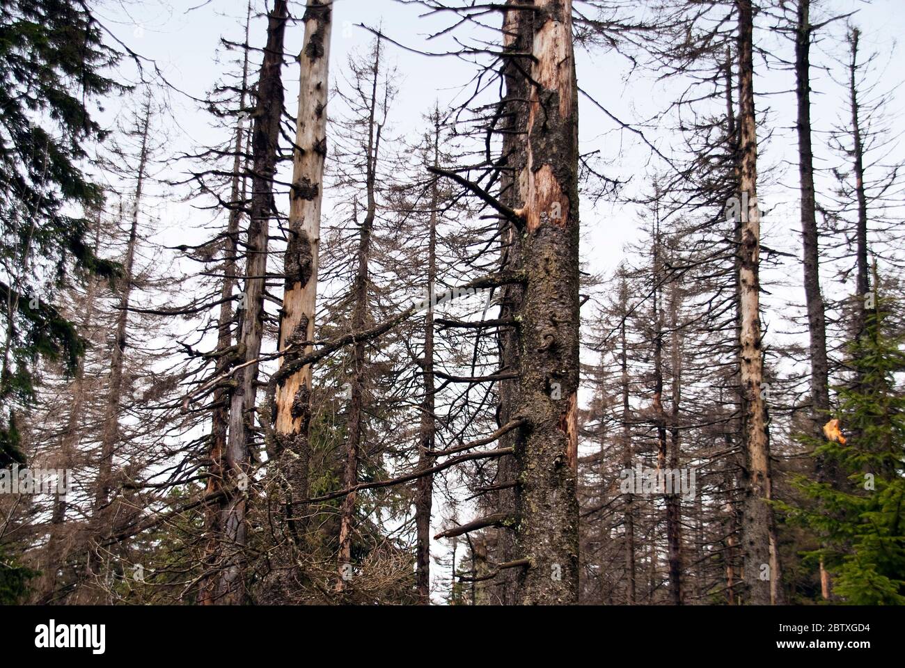 Forest dieback in the harz mountains hi-res stock photography and ...