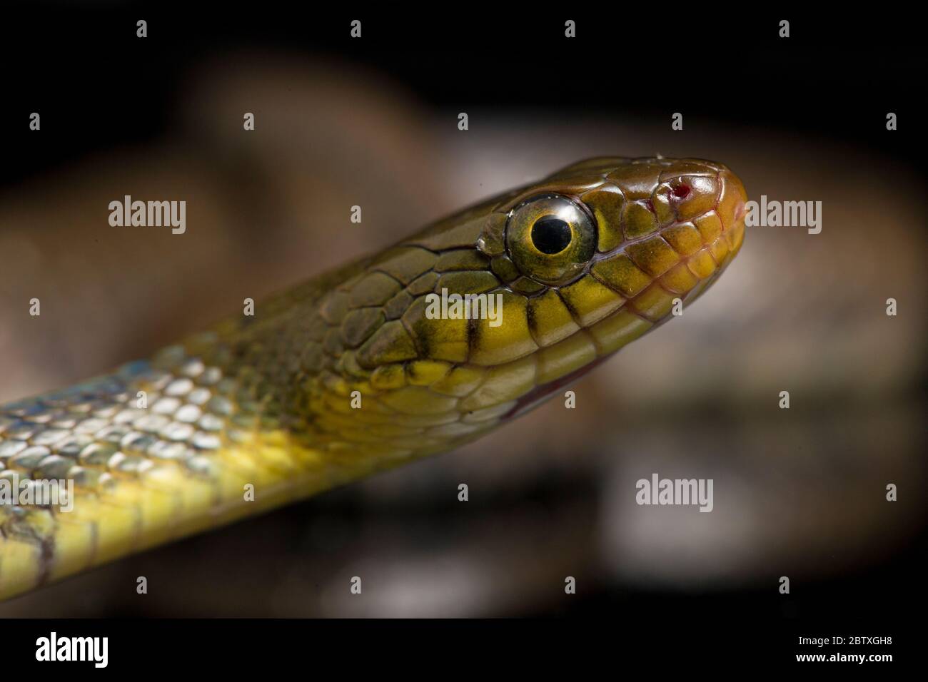 Water Snake Triangle Keelback (Xenochrophis trianguligerus) isolated on ...