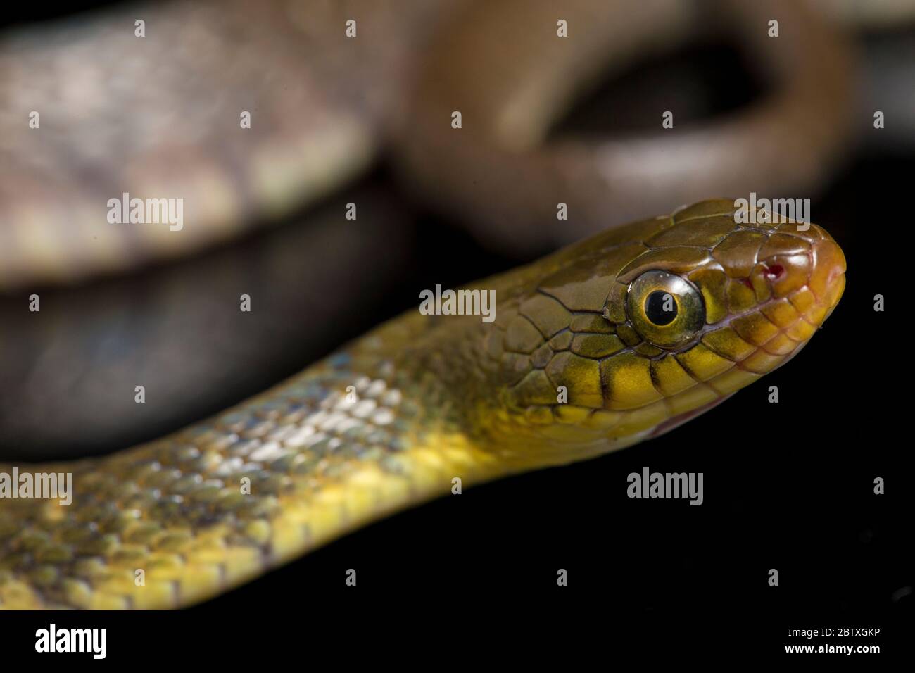 Water Snake Triangle Keelback (Xenochrophis trianguligerus) isolated on ...