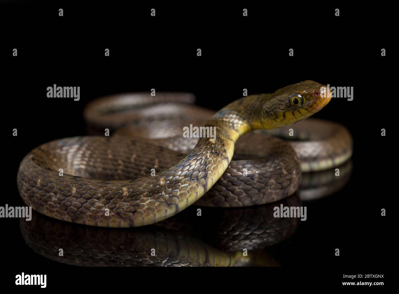 Water Snake Triangle Keelback (Xenochrophis trianguligerus) isolated on ...