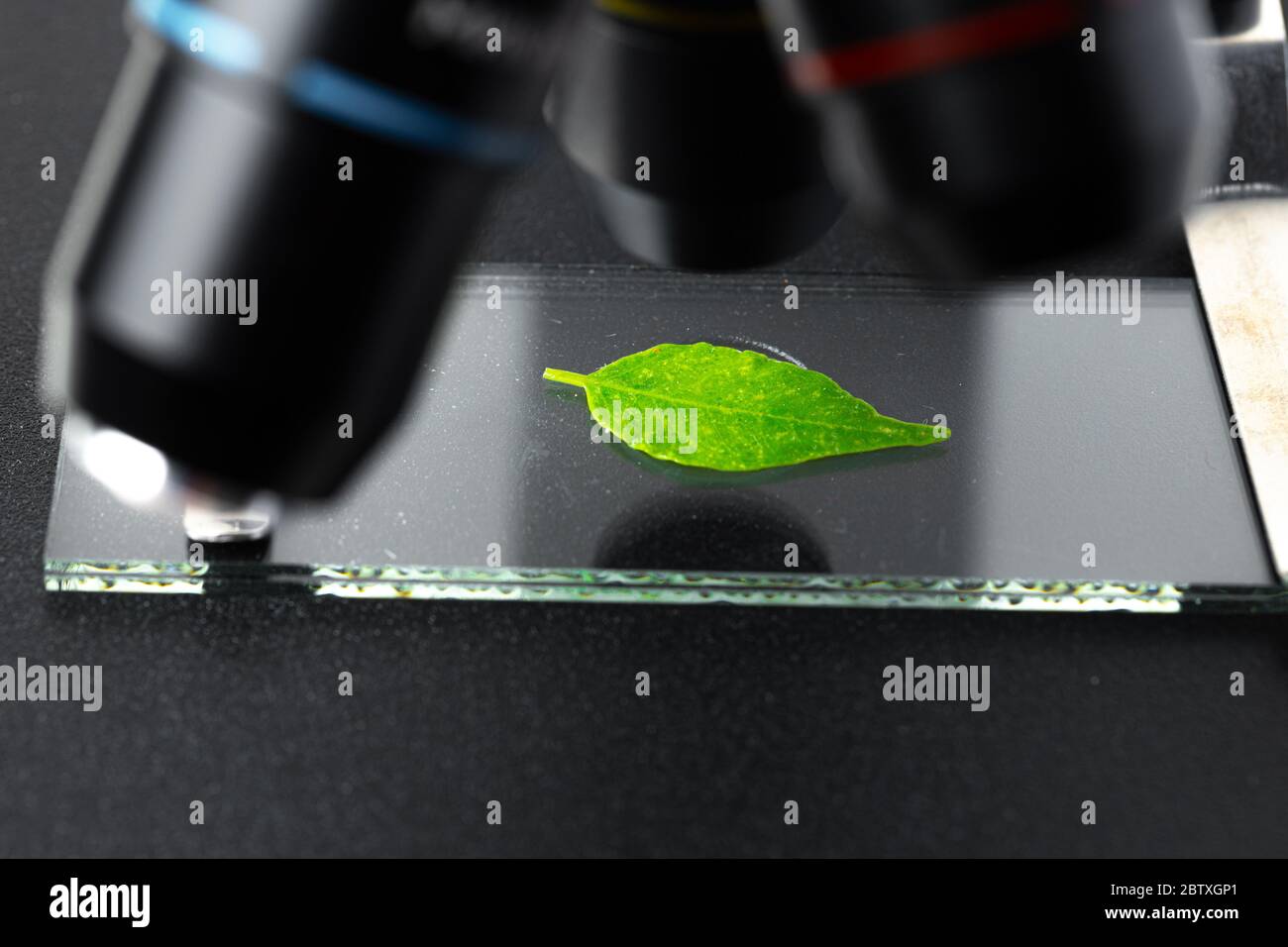 Close up of a plant leaf on a glass slide in a microscope ...