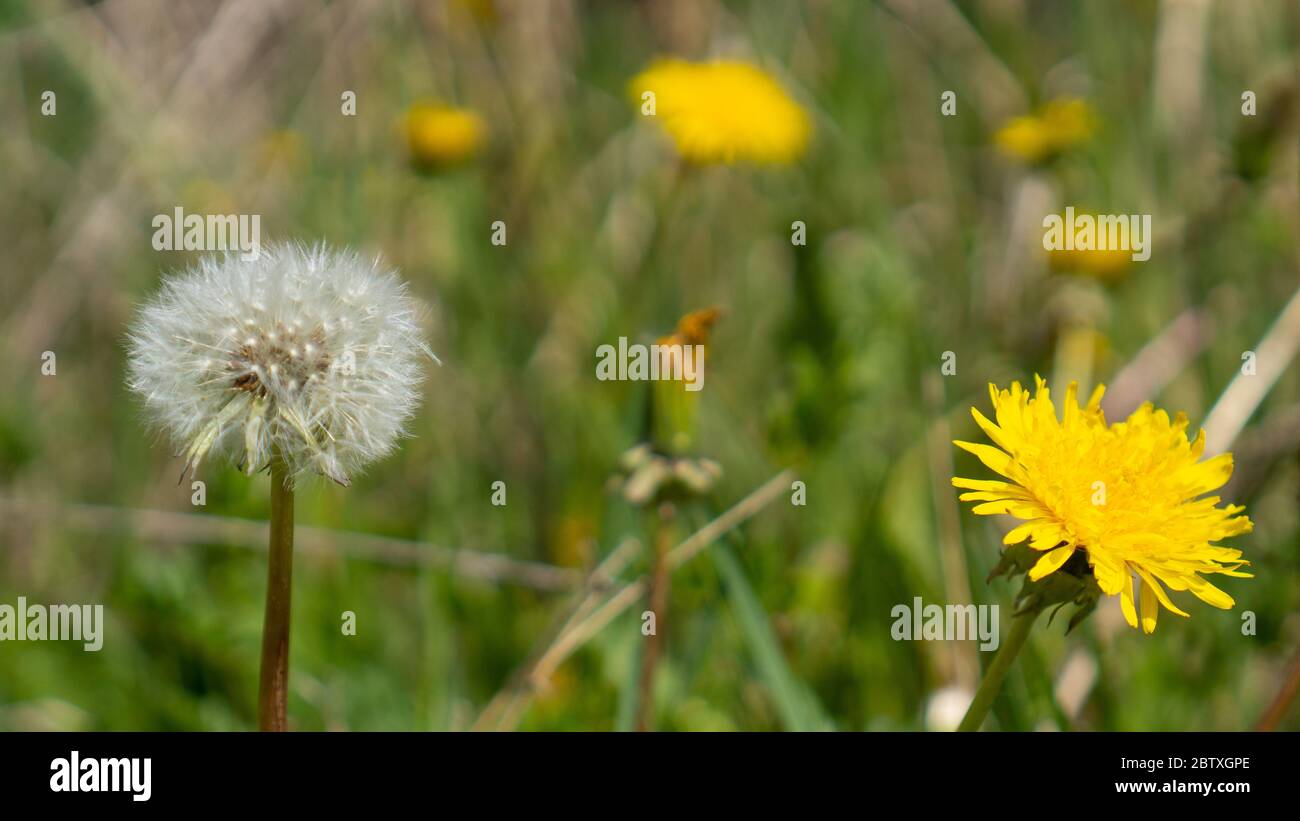 Pappus of a dandelion seed which aids in wind driven dispersal hi-res ...