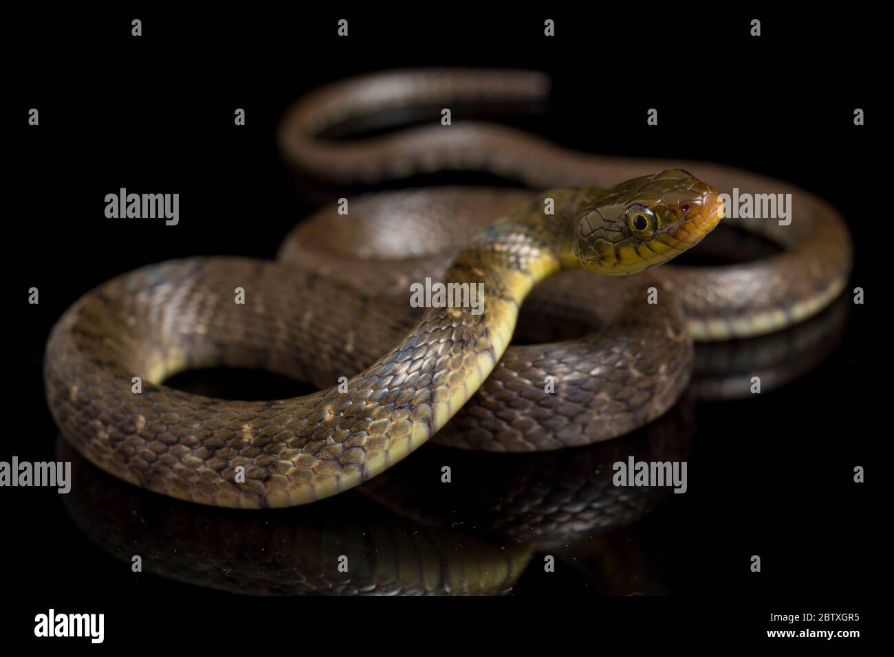 Water Snake Triangle Keelback (Xenochrophis trianguligerus) isolated on ...
