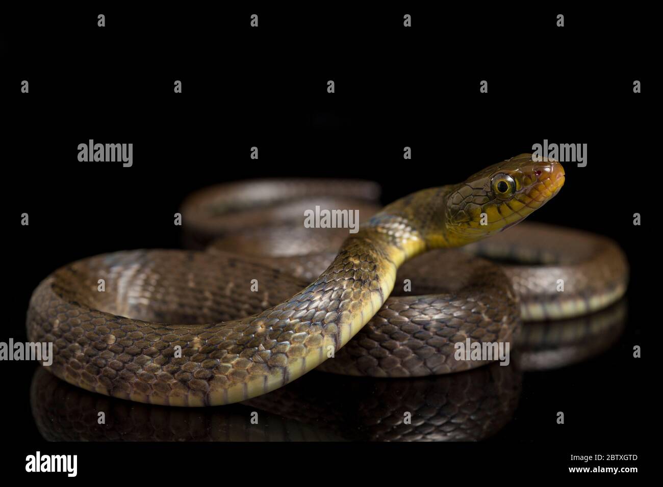 Water Snake Triangle Keelback (Xenochrophis trianguligerus) isolated on ...