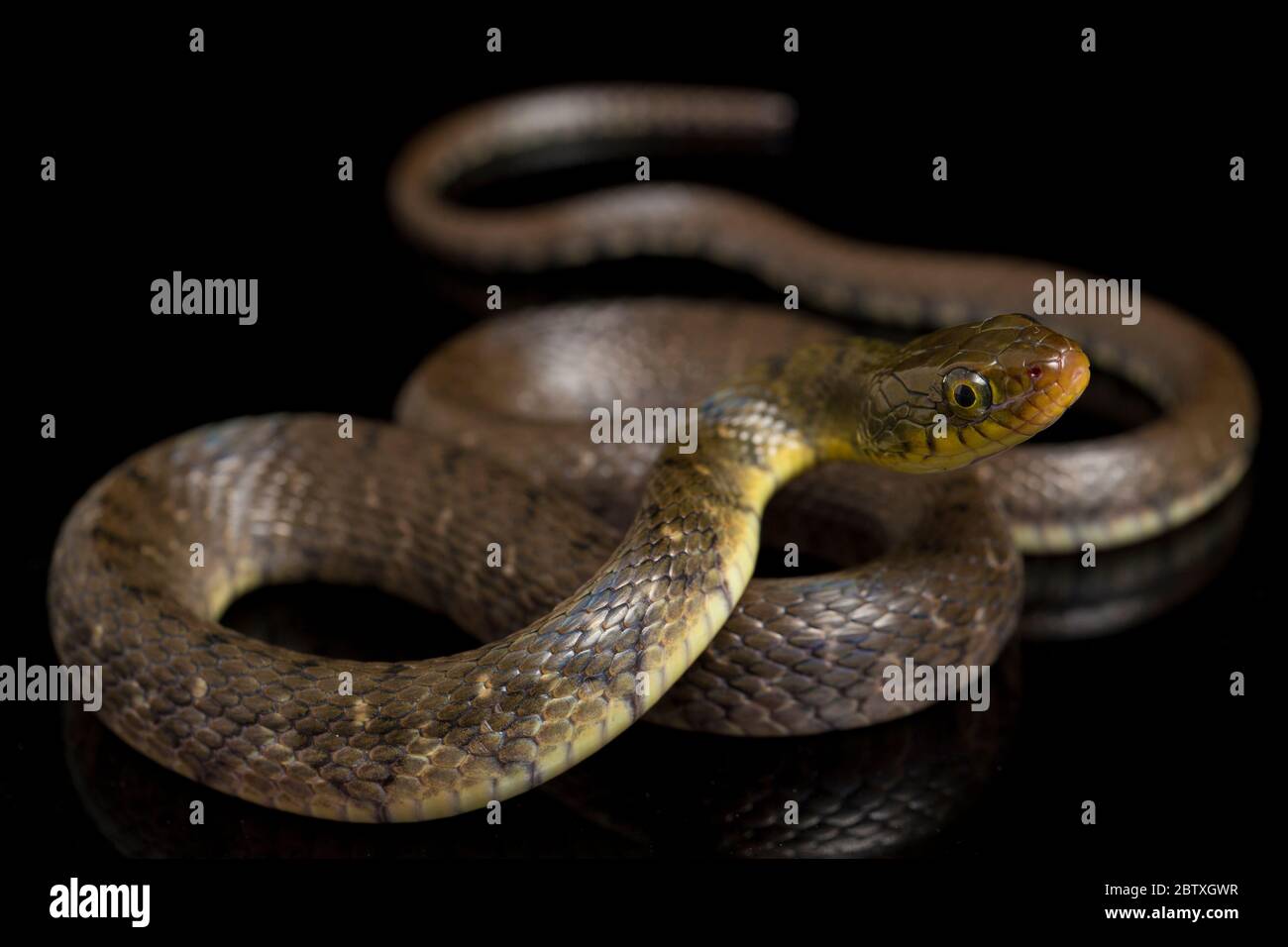 Water Snake Triangle Keelback (Xenochrophis trianguligerus) isolated on ...