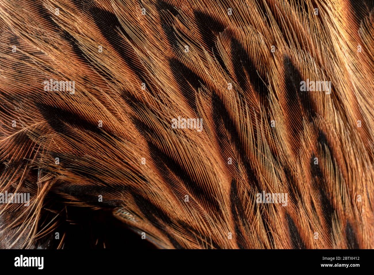 Chicken feather close hi-res stock photography and images - Alamy