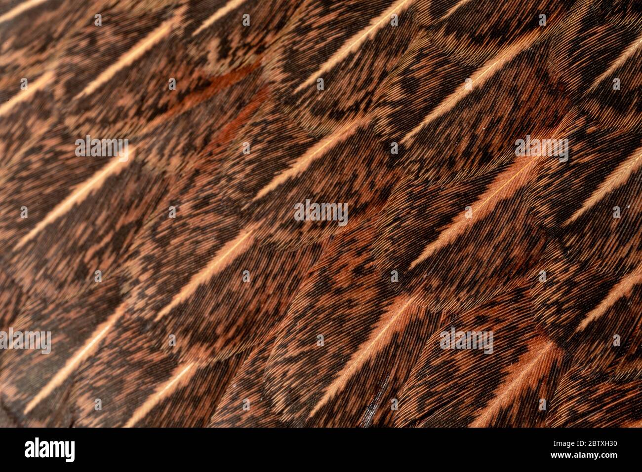 A chicken feather close up with feathers arranged in a stack Stock ...