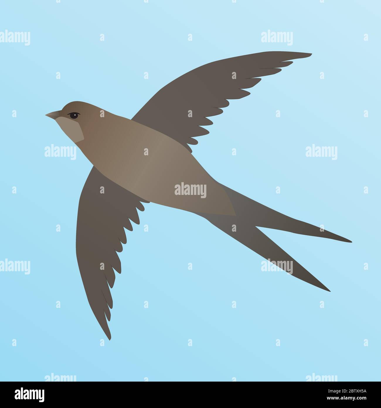 Common swift Stock Vector Images - Alamy