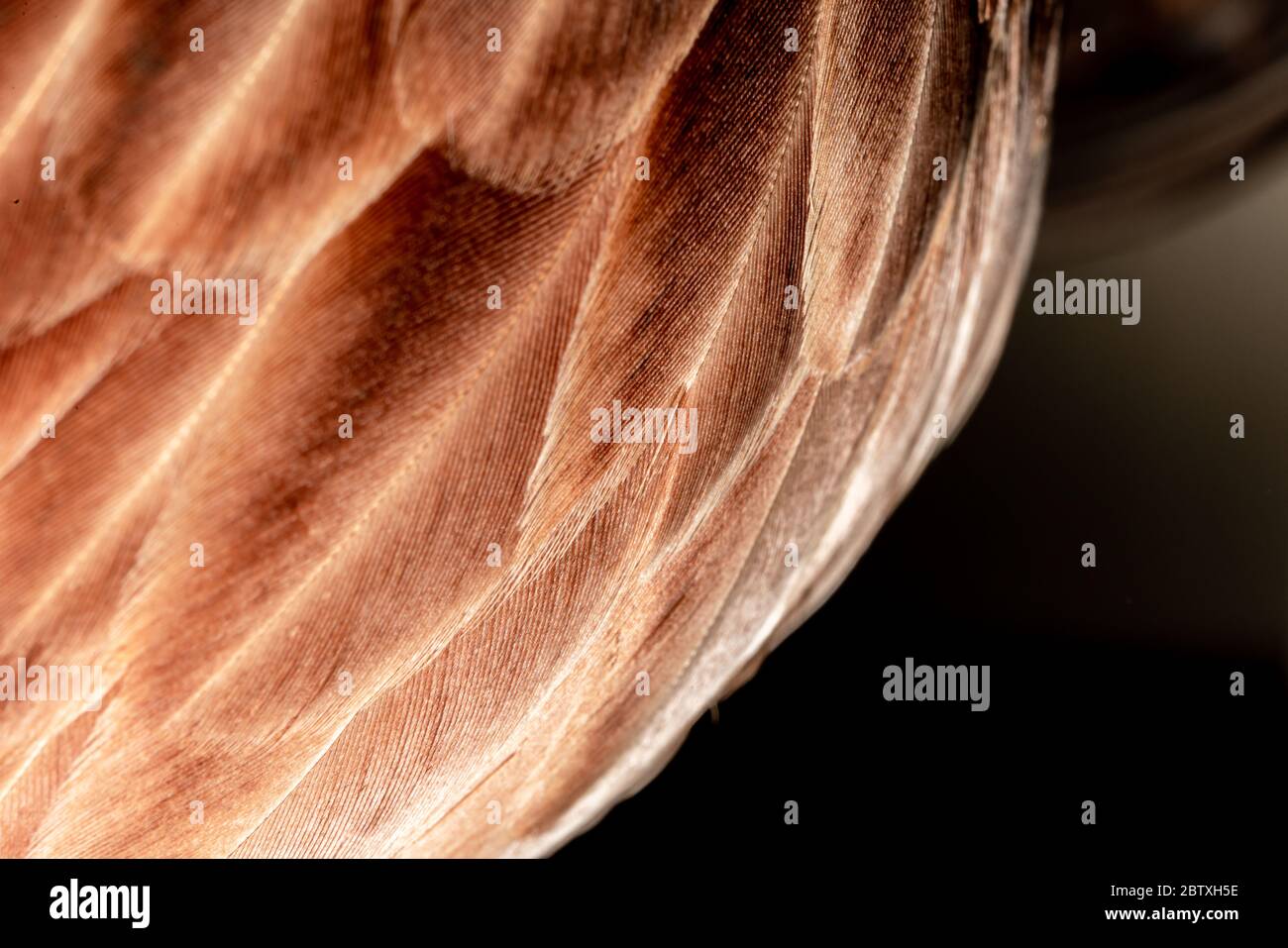 Arranged feathers hi-res stock photography and images - Alamy