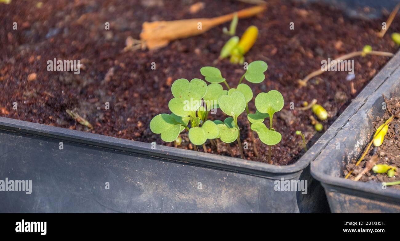 Seedbox image hi-res stock photography and images - Alamy