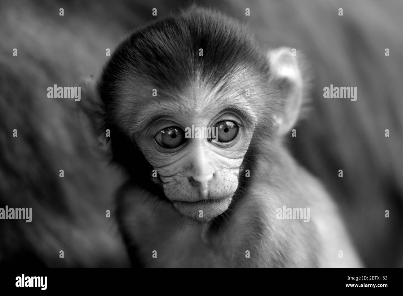 Baby monkey,Processed in monochrome Stock Photo - Alamy
