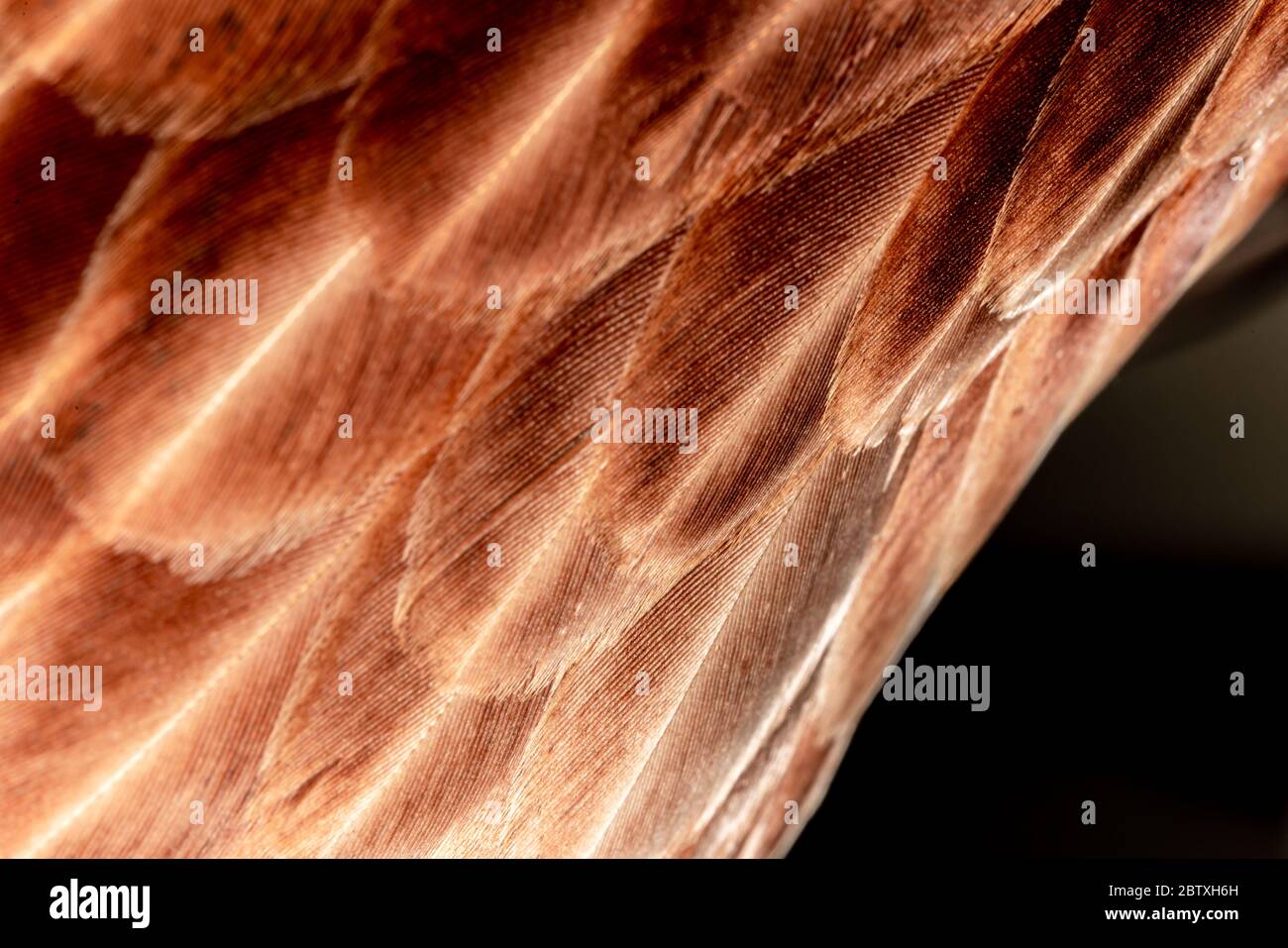 Chicken feather close hi-res stock photography and images - Alamy