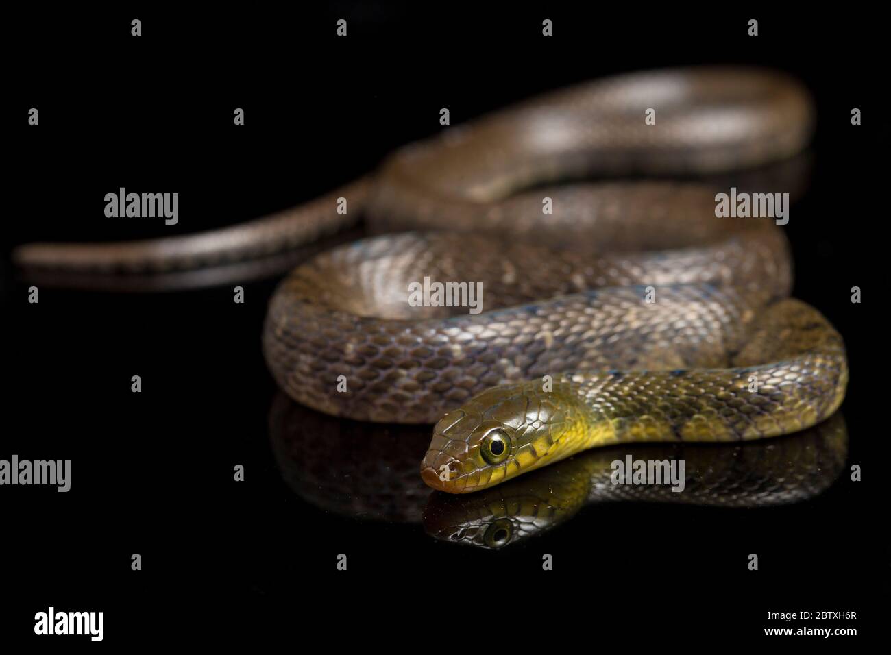 Water Snake Triangle Keelback (Xenochrophis trianguligerus) isolated on ...