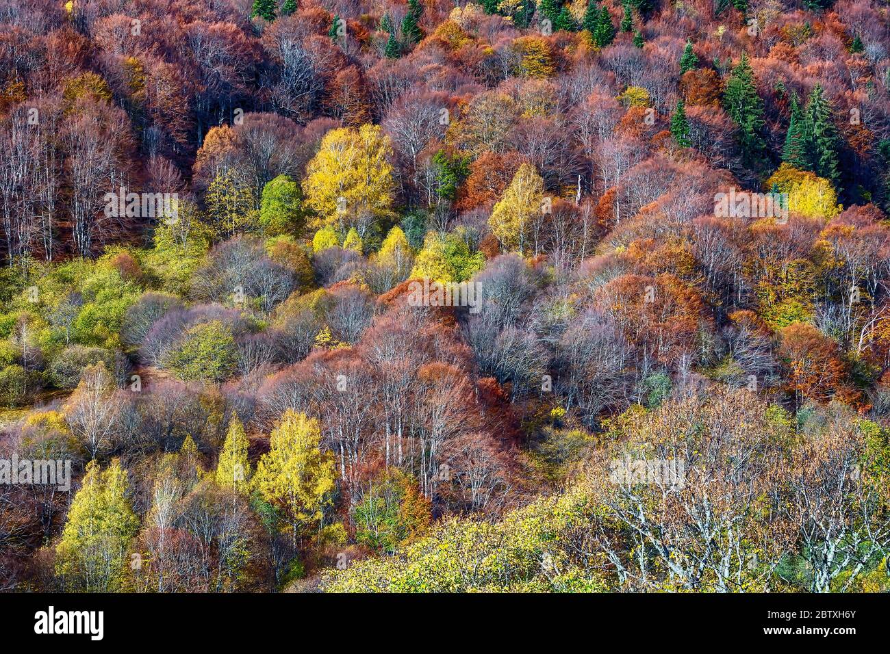 Fall mountain forest, autumn colorful trees texture background Stock ...