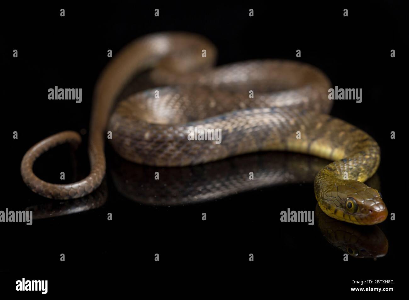 Water Snake Triangle Keelback (Xenochrophis trianguligerus) isolated on ...