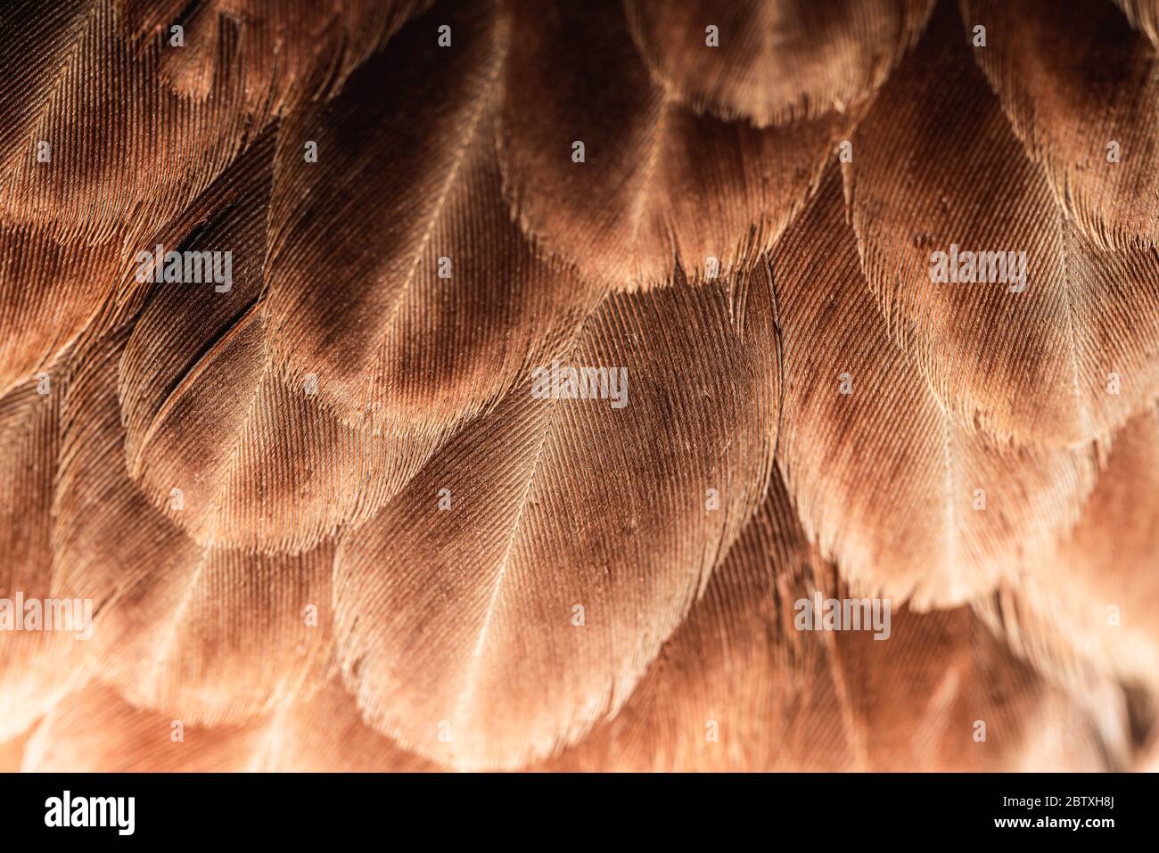 A chicken feather close up with feathers arranged in a stack Stock ...
