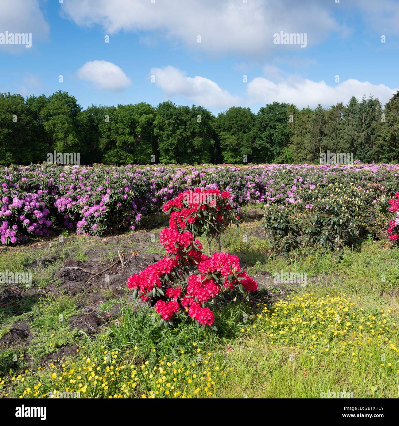 Popular garden shrubs hi-res stock photography and images - Alamy