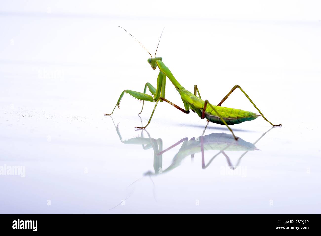 Giant Asian Mantis. Green insect, isolated on a pure white background ...