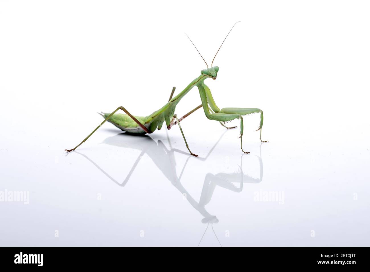 Giant Asian Mantis. Green insect, isolated on a pure white background ...
