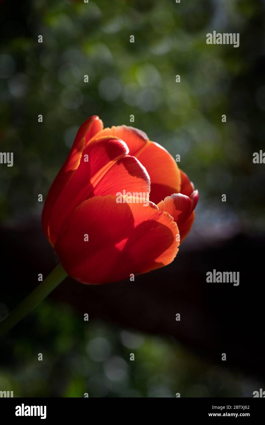 Tulip variety Dow Jones in a garden in spring, England, United Kingdom ...
