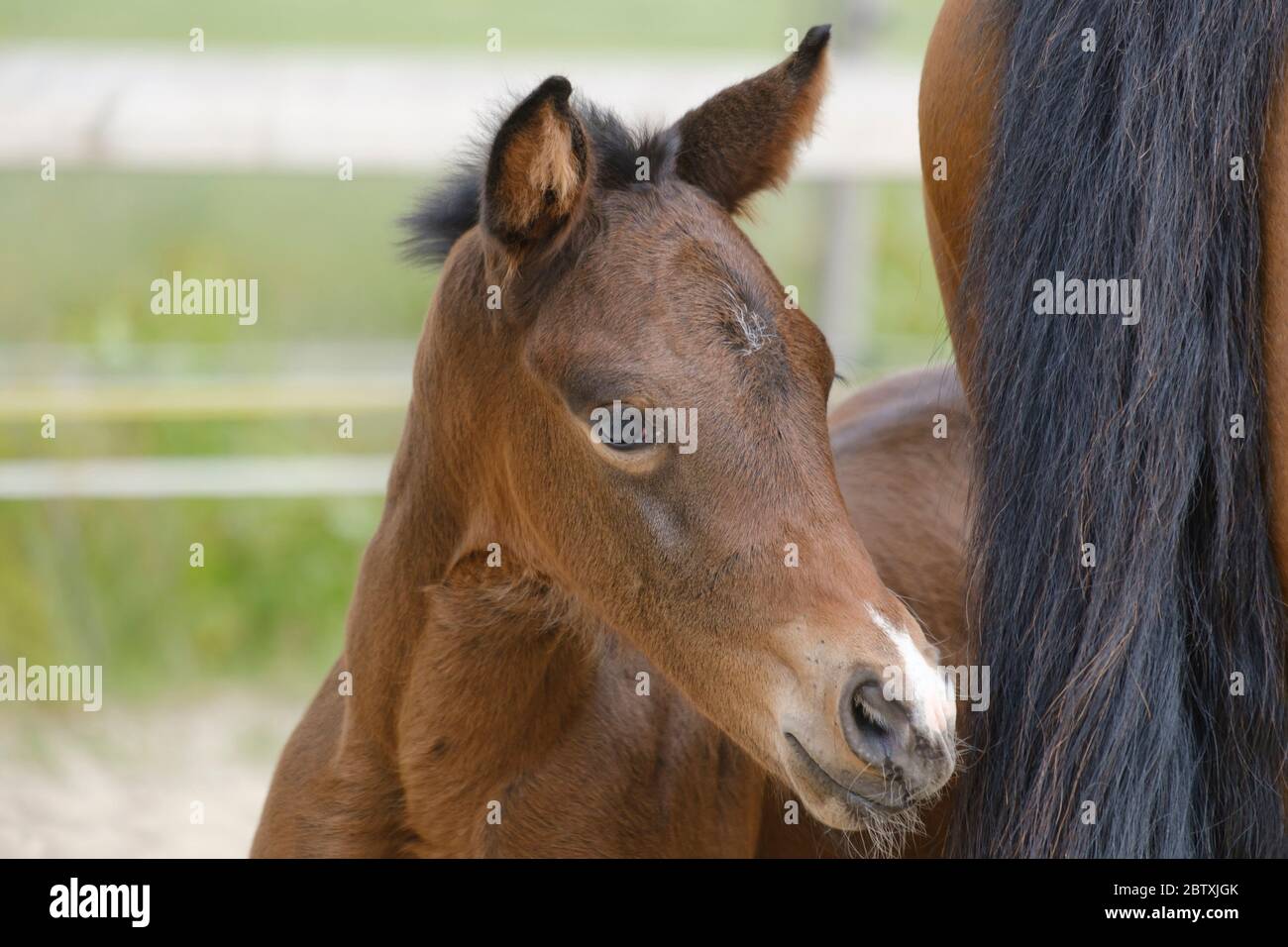 Close-up of a little brown mare foal, the foal looks from behind the ...