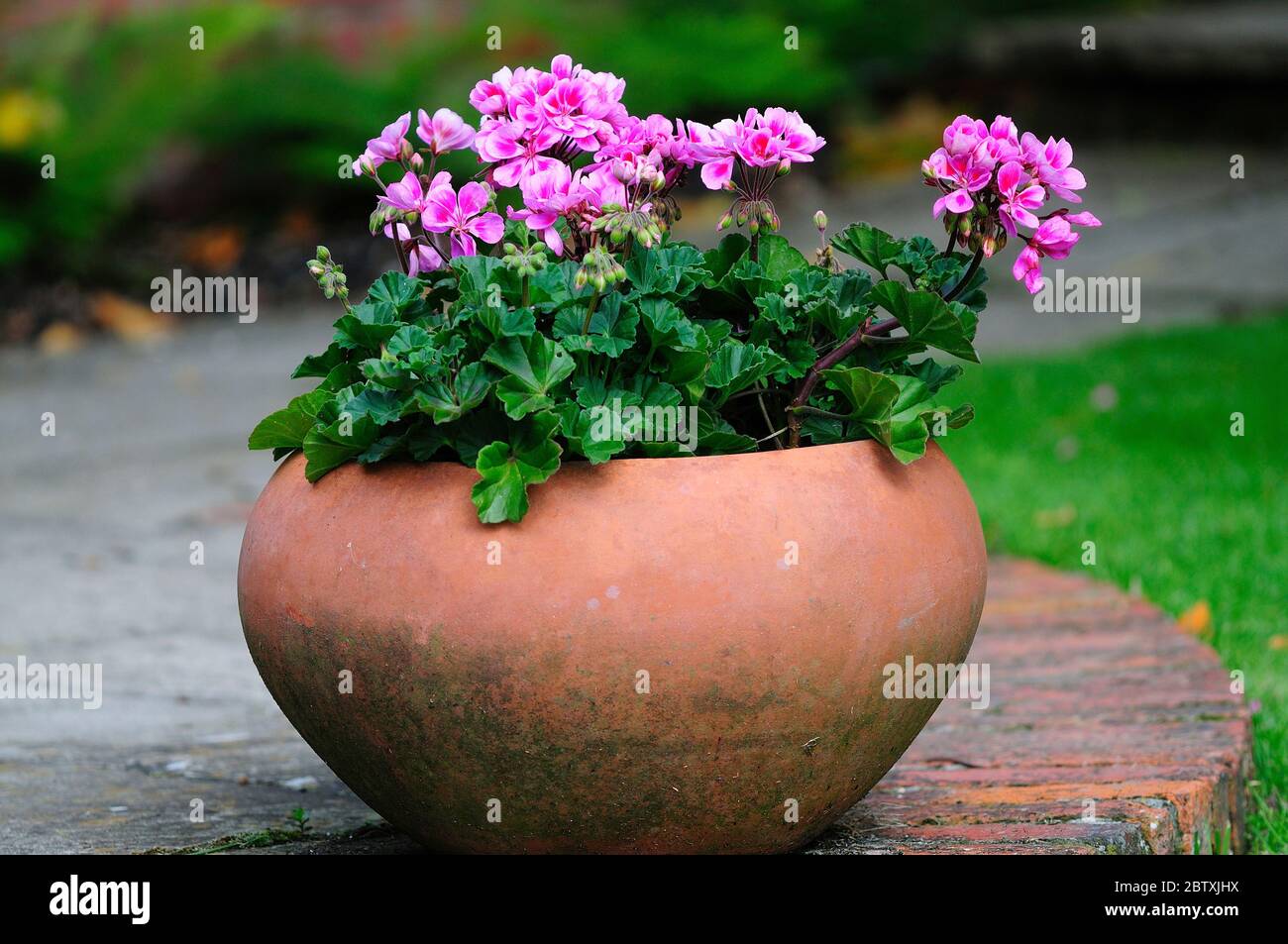Pelargonium flowers in clay pot on garden wall Stock Photo - Alamy
