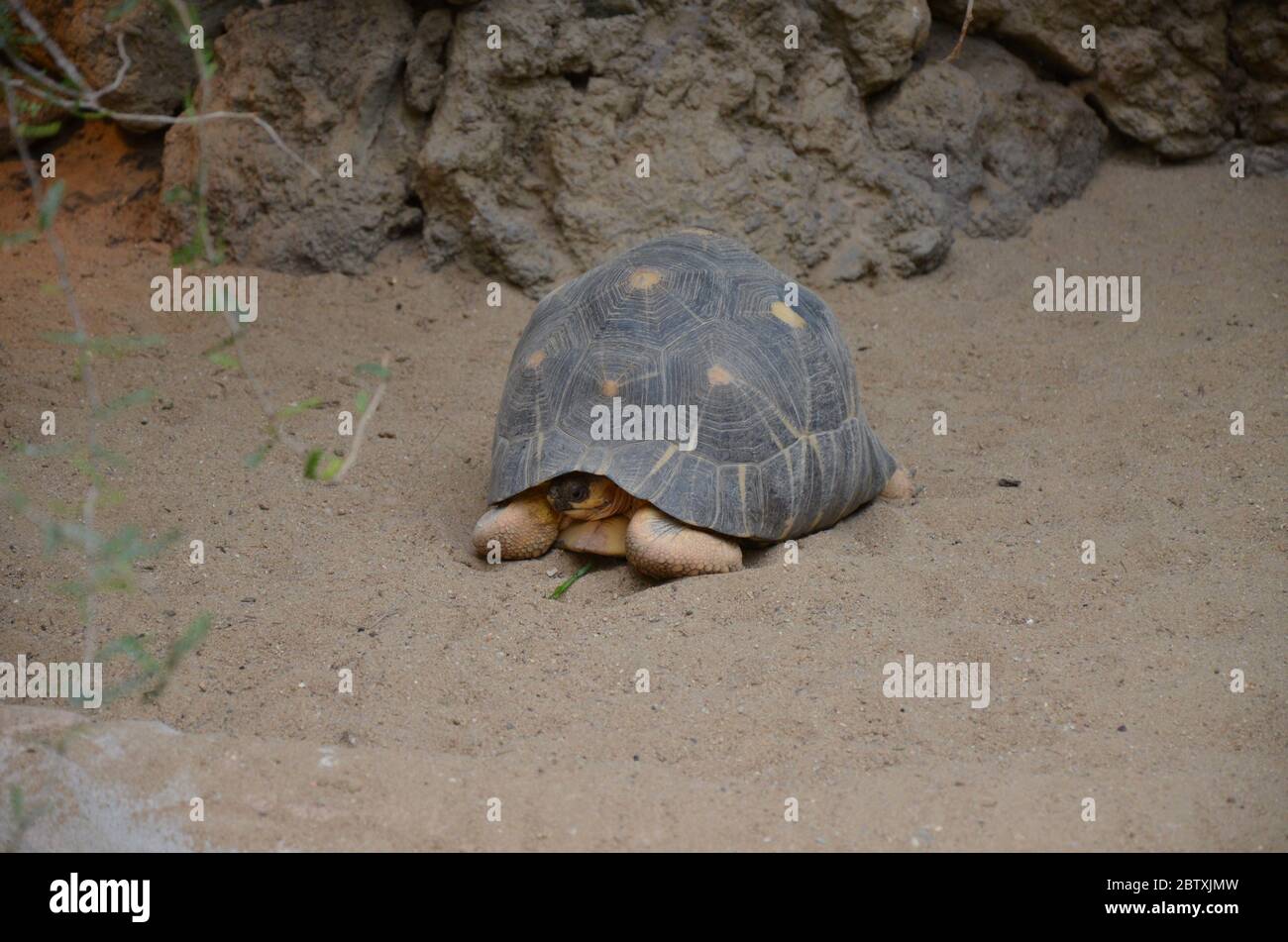 Land Tortoise walking in Sand Stock Photo - Alamy