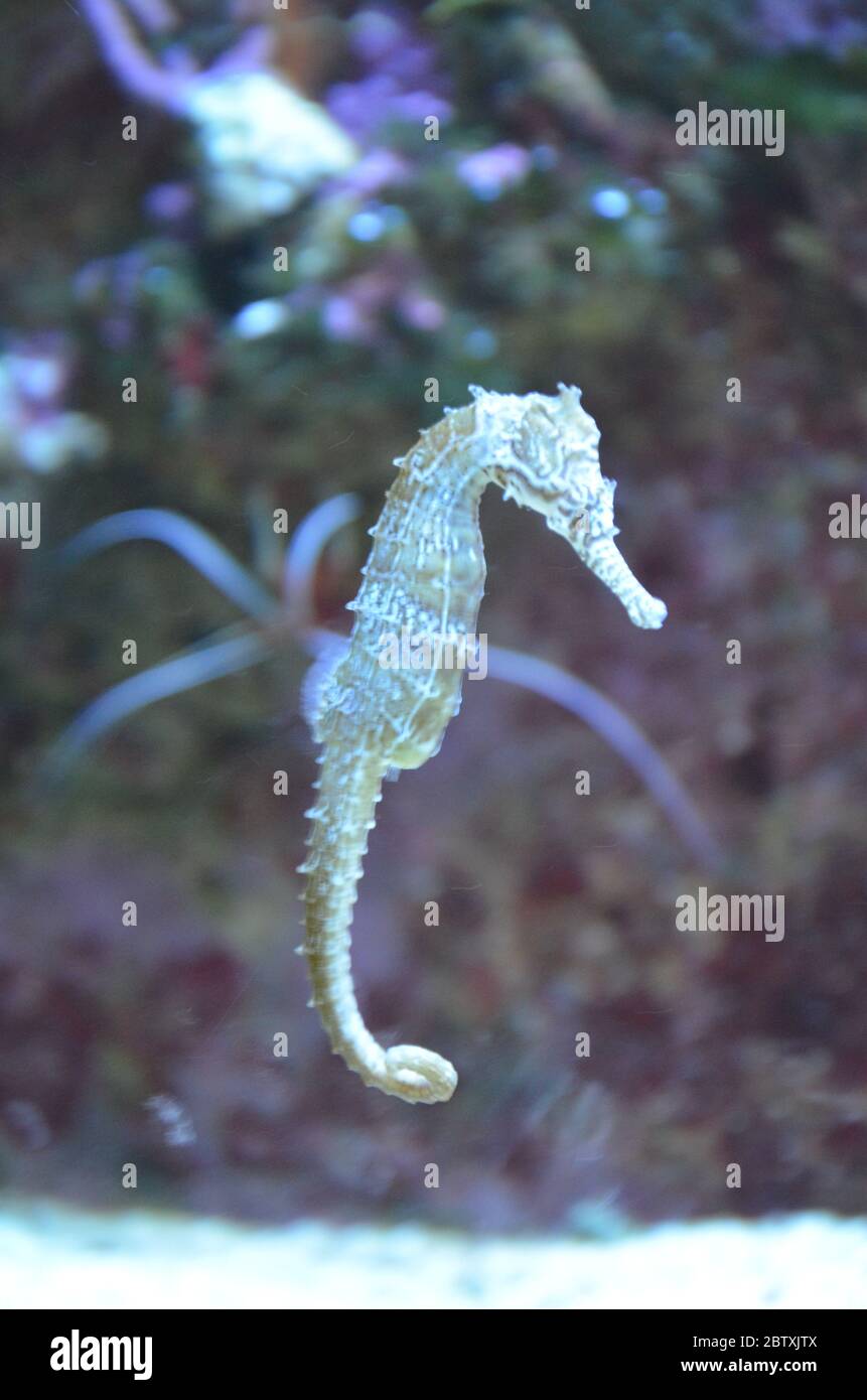 Horsefish hi-res stock photography and images - Alamy
