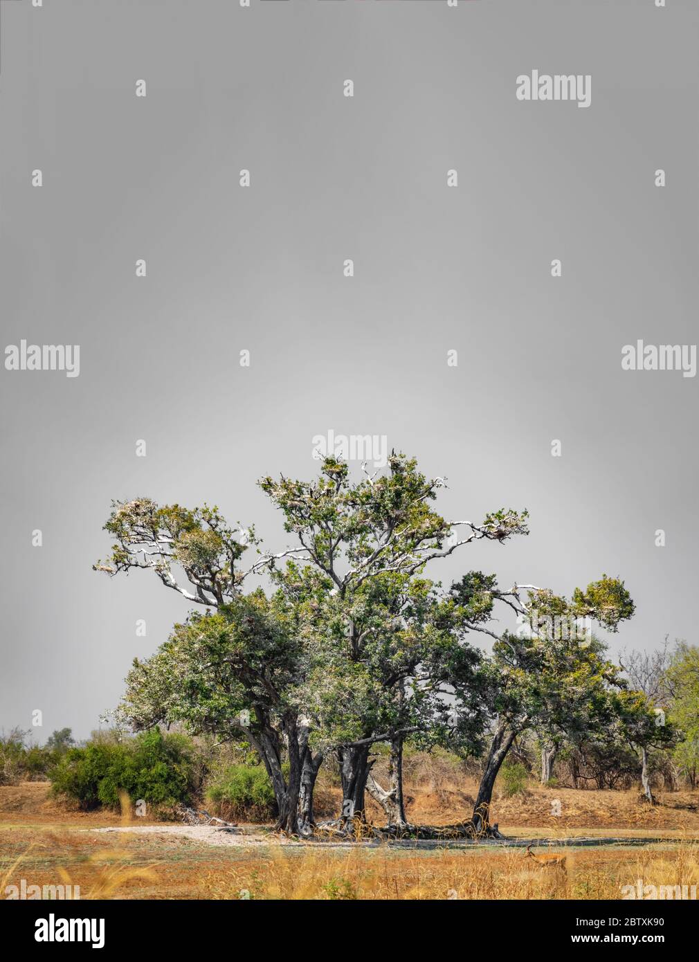 Stork colony hi-res stock photography and images - Alamy