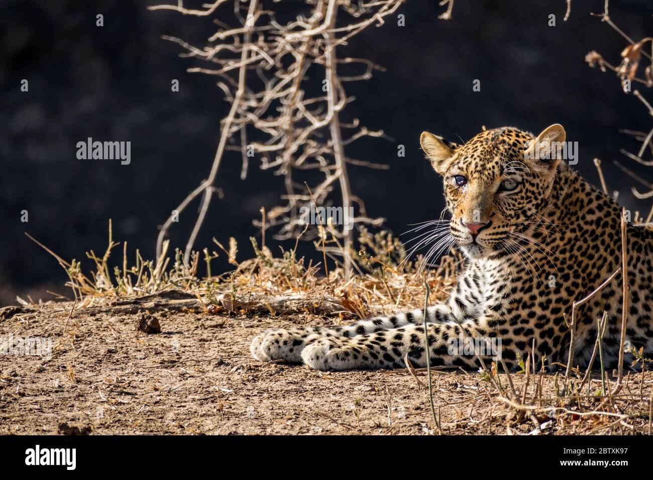 Leopard with injured eye looking at the camera Stock Photo - Alamy