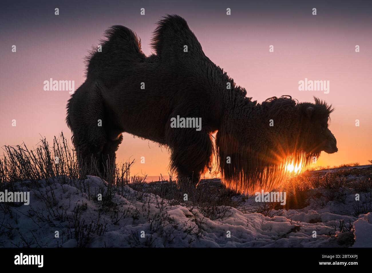 Male Bactrian camel (Camelus bactrianus) in the rising sun, Omnogobi ...
