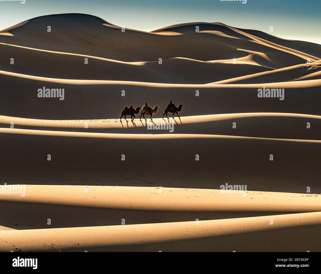 Nomads ride on bactrian camels camelus bactrianus hi-res stock ...