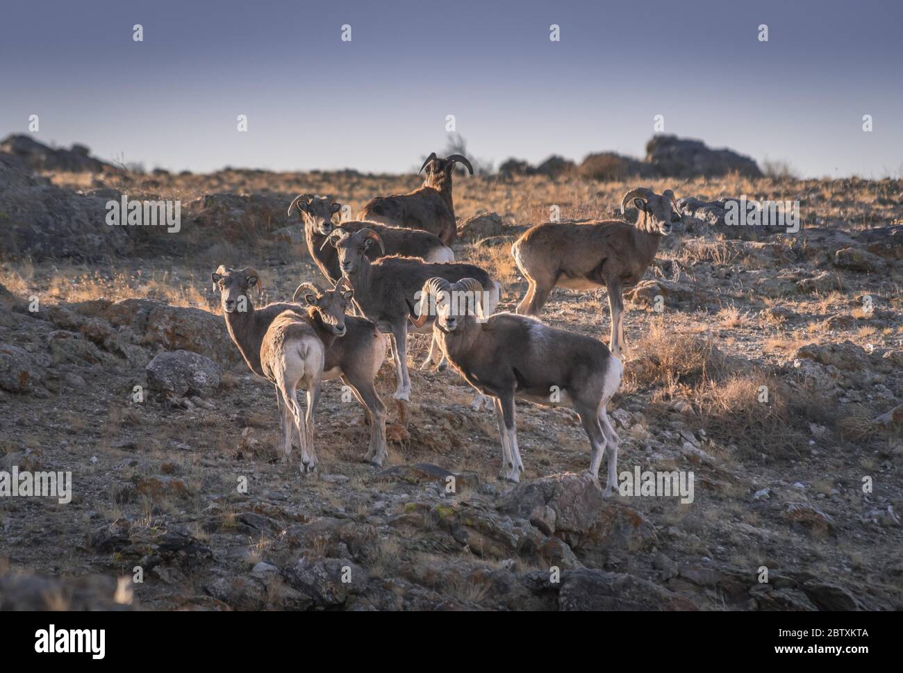 Herd with Mongolian Bighorn sheep (Ovis canadensis) on a rocky mountain ...