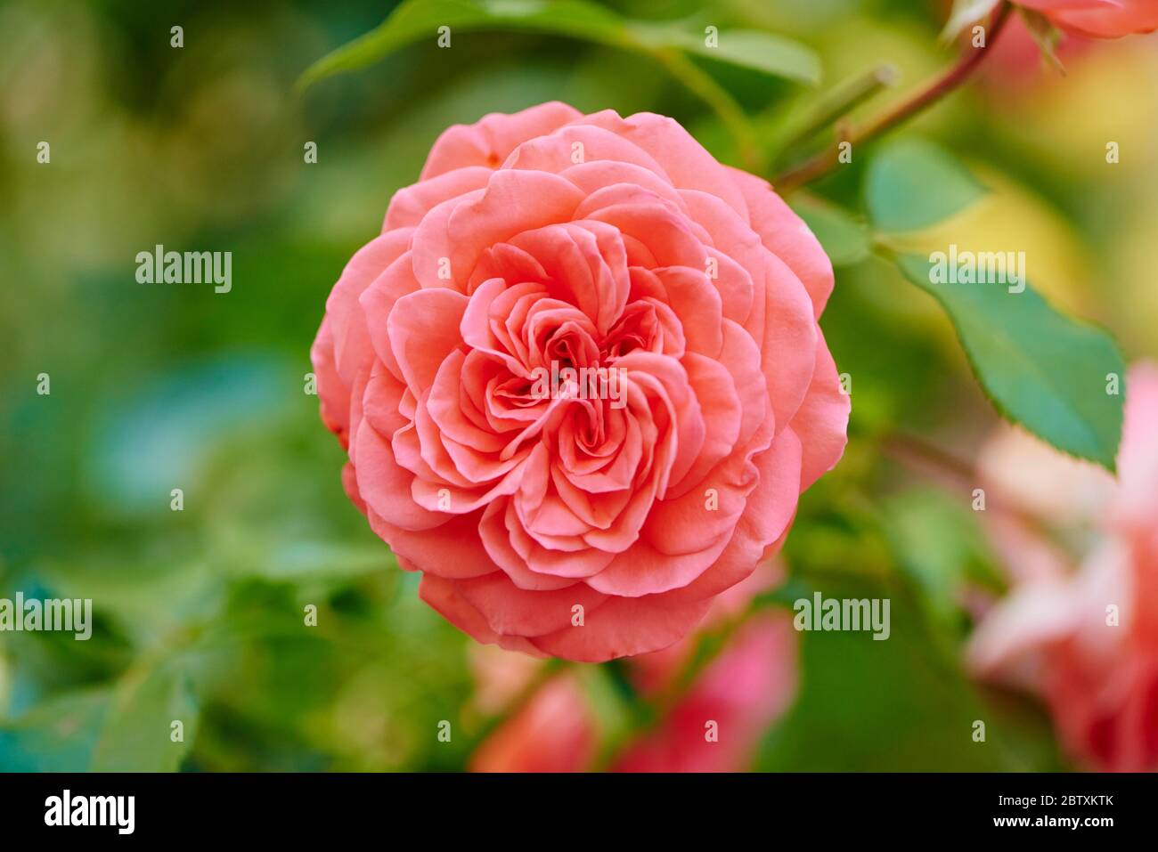 Hybrid Tea Rose 'Fragrant Cloud' blooming in a garden, Upper Palatinate ...