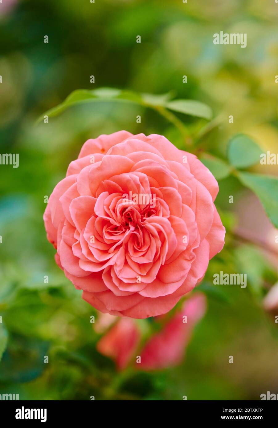 Hybrid Tea Rose 'Fragrant Cloud' blooming in a garden, Upper Palatinate ...