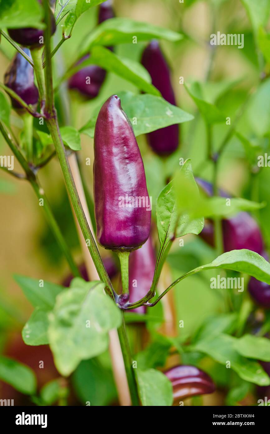 Chili pepper (Capsicum annuum) fruits in a garden, Upper Palatinate ...