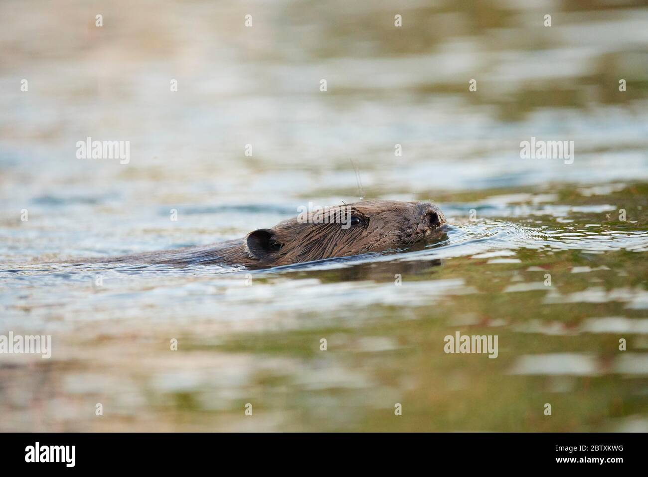 European beaver (Castor fiber) wildlife in Donau River, Regensburg ...