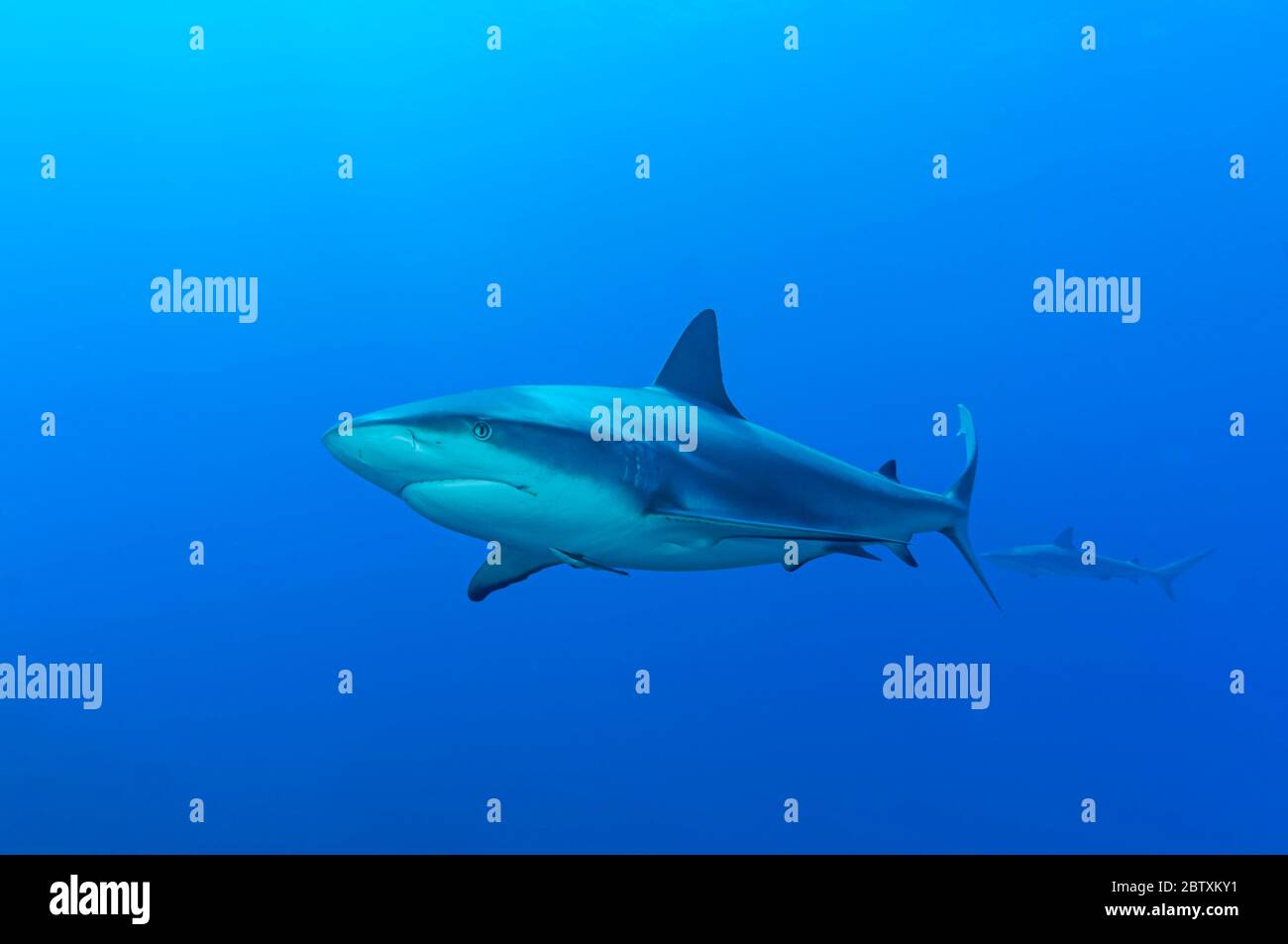 Blacktip shark (Carcharhinus limbatus), blue water, Atlantic Ocean ...