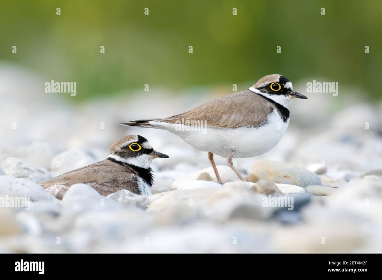 Breeding bird hi-res stock photography and images - Alamy