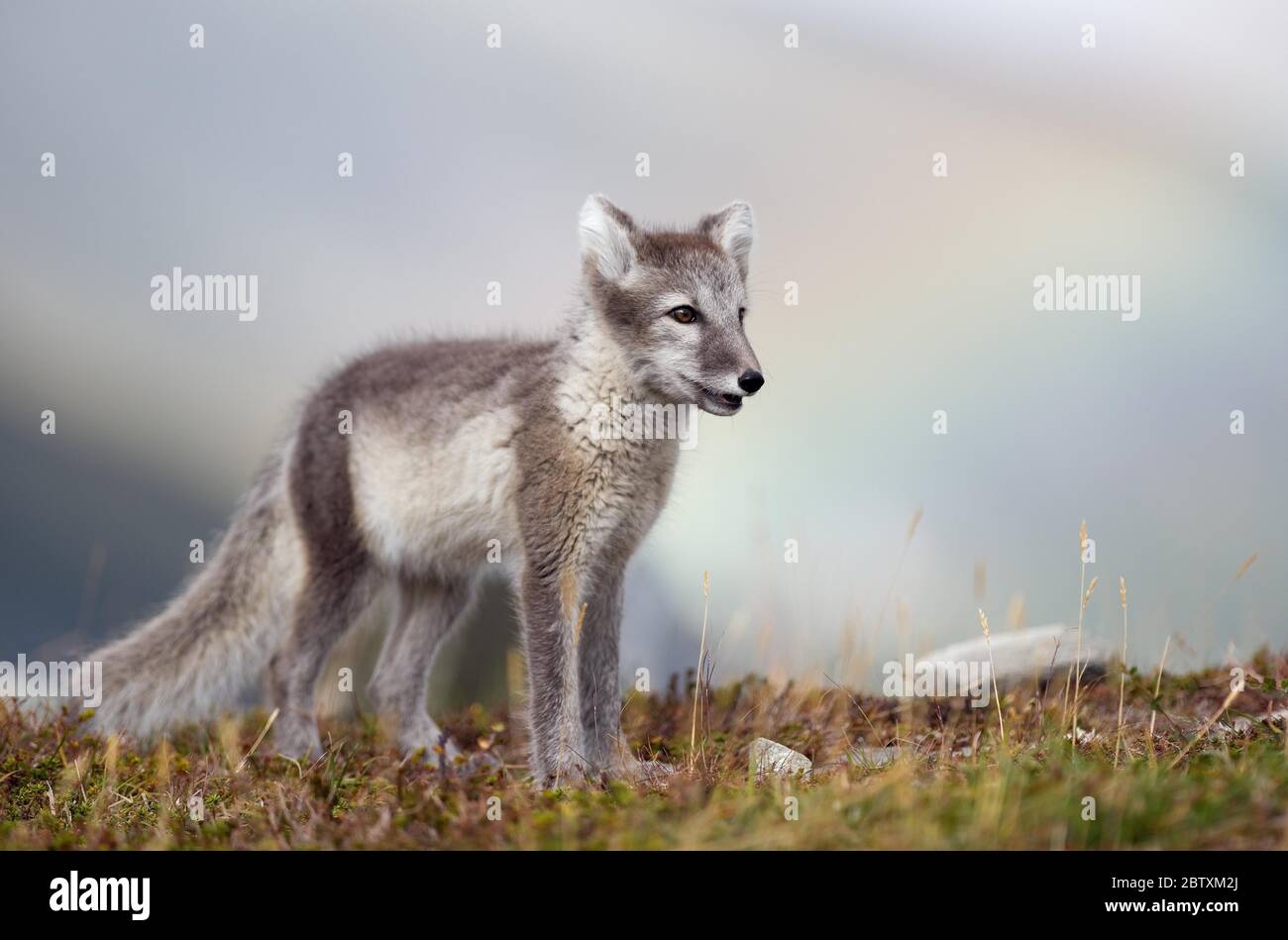 Young arctic fox hi-res stock photography and images - Alamy