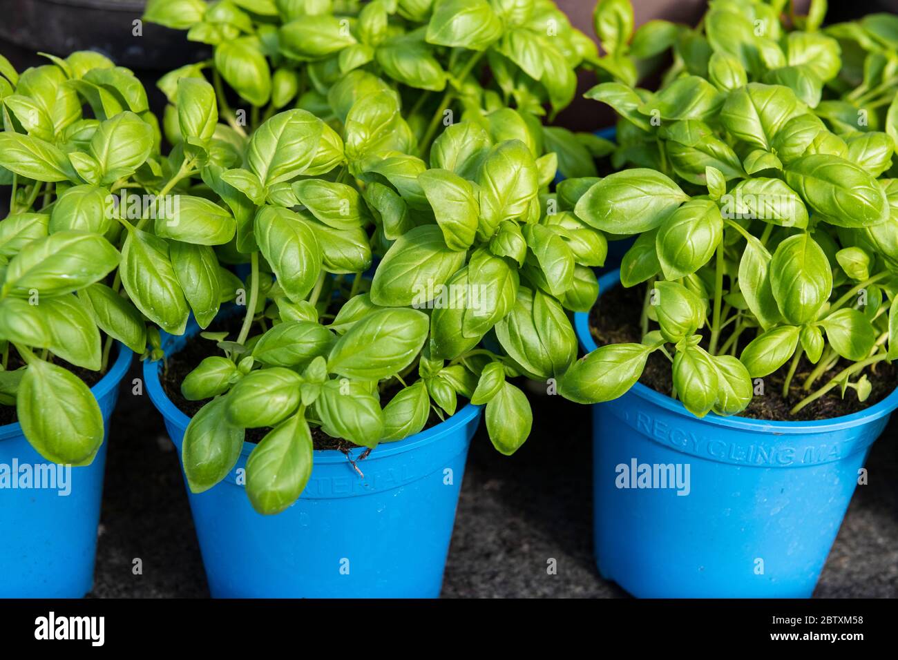 Pots in nursery hi-res stock photography and images - Alamy